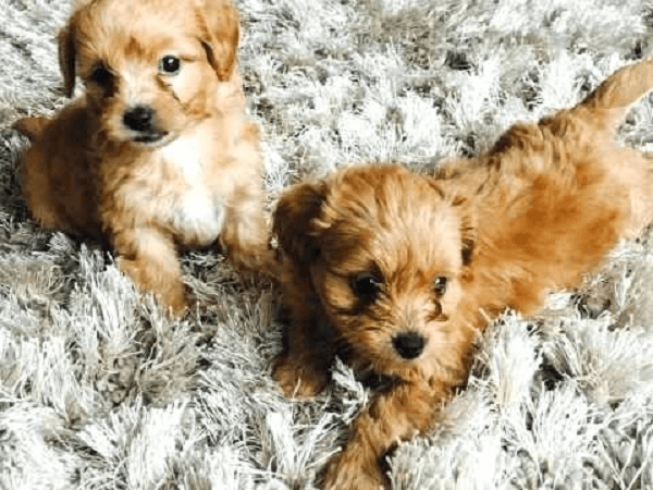 Lưu trữ Chó Poodle - Milu Xinh