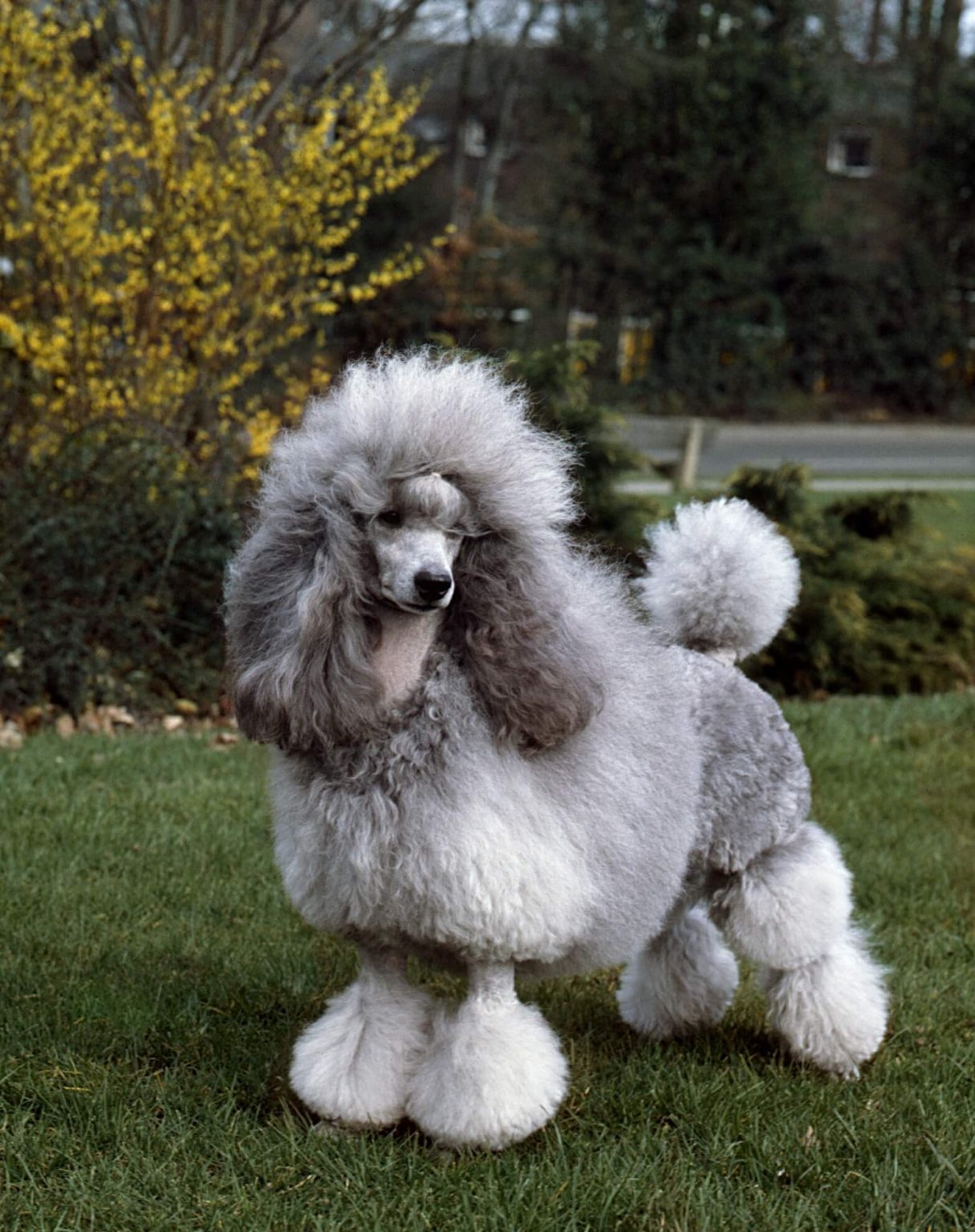 +50 Ảnh Chó Poodle đẹp: Teacup, Tiny, Toy, Mini, Lai,... - Trang chủ