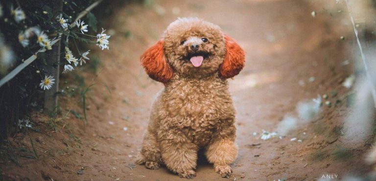 +50 Ảnh Chó Poodle đẹp: Teacup, Tiny, Toy, Mini, Lai,... - Trang chủ