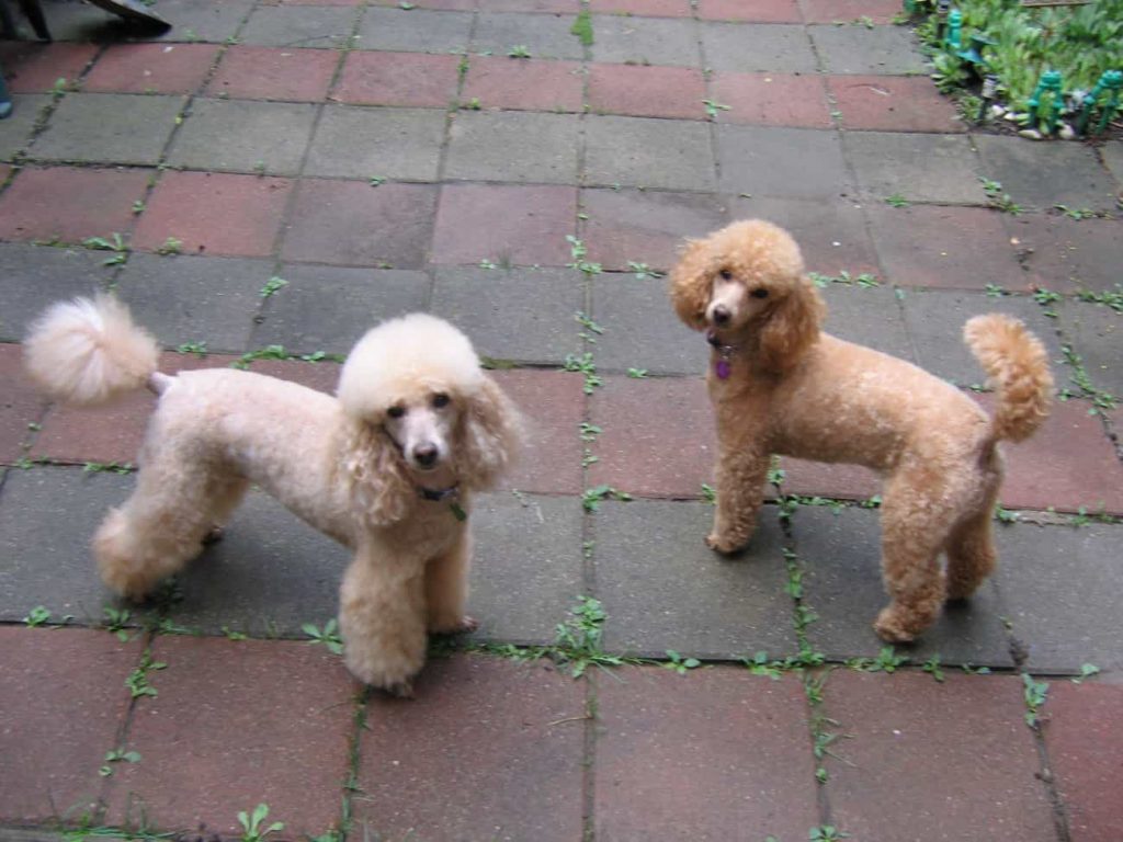 Chó Miniature poodle: Đặc điểm, cách chăm sóc, giá bán - Trang chủ