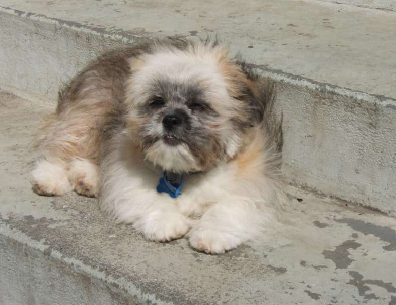 Chó Poodle lai Bắc Kinh (Peekapoo)- Giá bán 2025 - Trang chủ