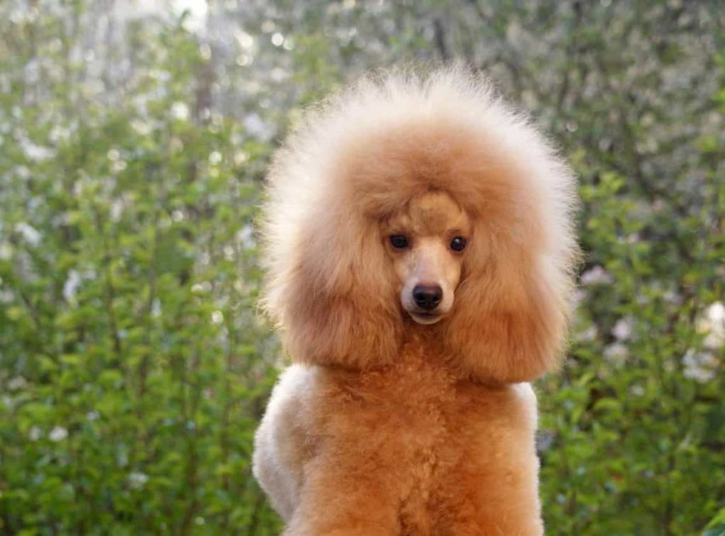 Chó Miniature poodle: Đặc điểm, cách chăm sóc, giá bán - Trang chủ